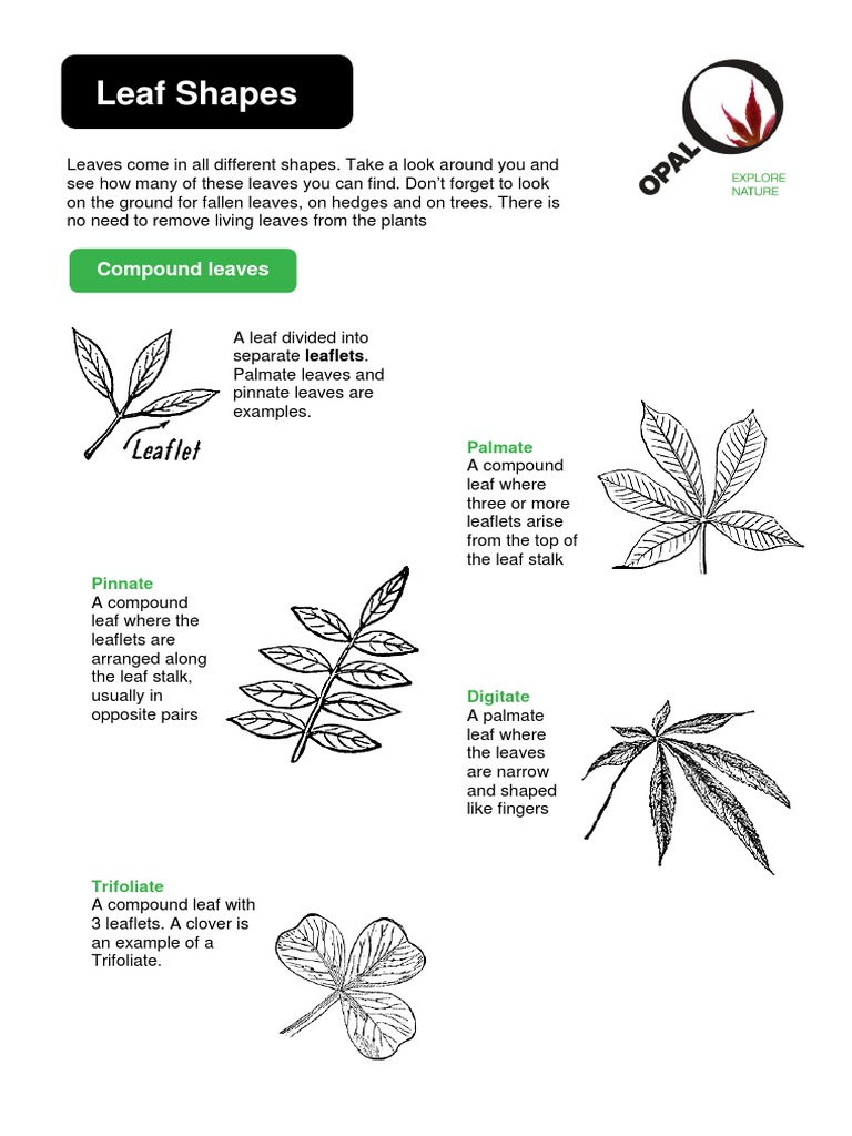 Leaf Shapes: Compound Leaves | PDF