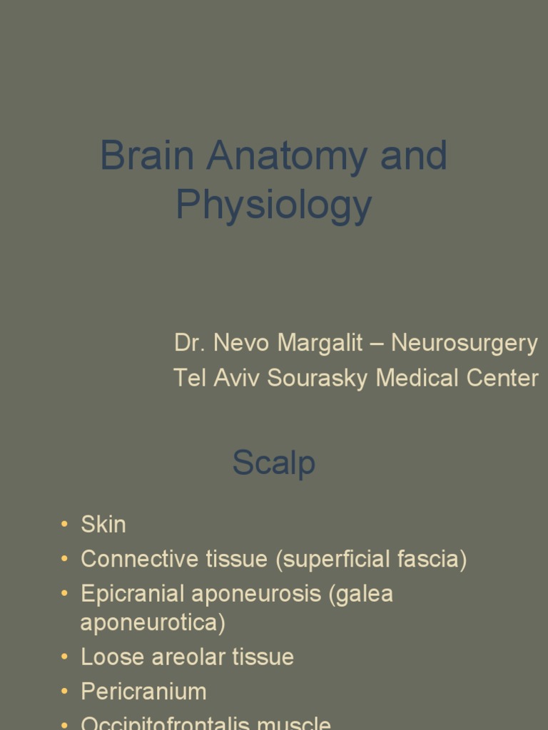 Brain Anatomy & Physiology | PDF | Brainstem | Human Brain