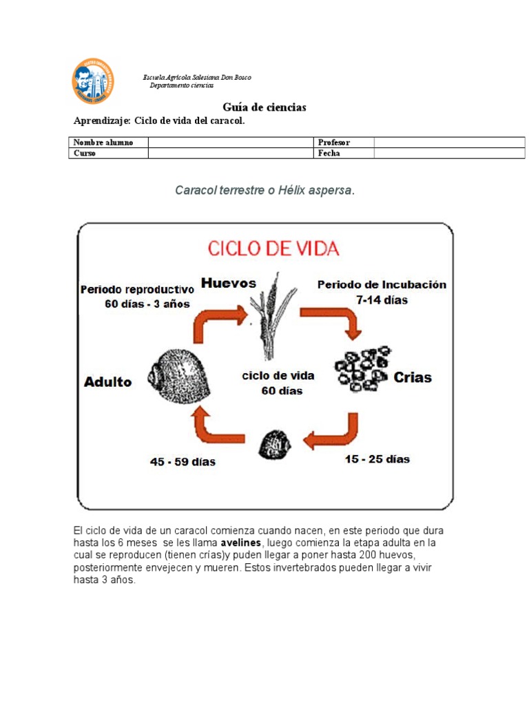 Guia Ciclo de Vida Del Caracol | PDF