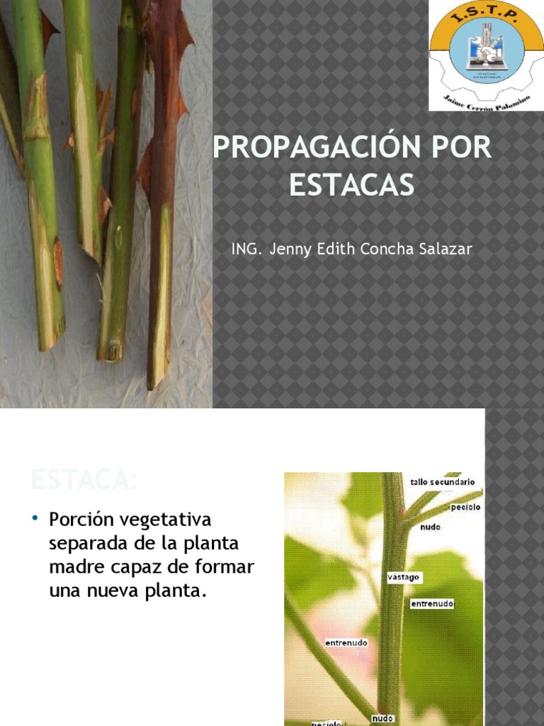 Propagación Por Estacas | PDF | Botánica | Plantas