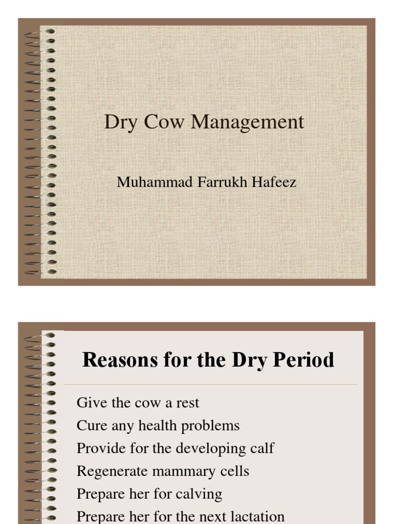 Dry Cow Management | PDF | Calf | Cattle