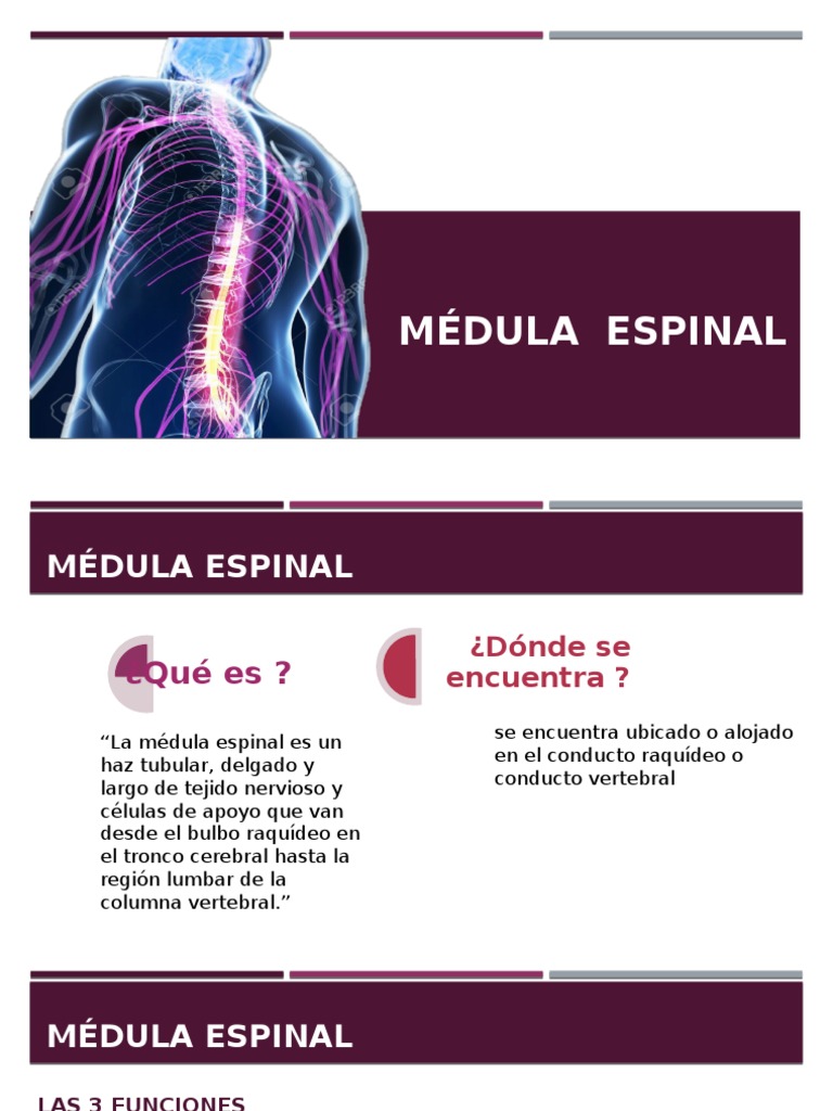 Médula Espinal | PDF | Médula espinal | Materia gris