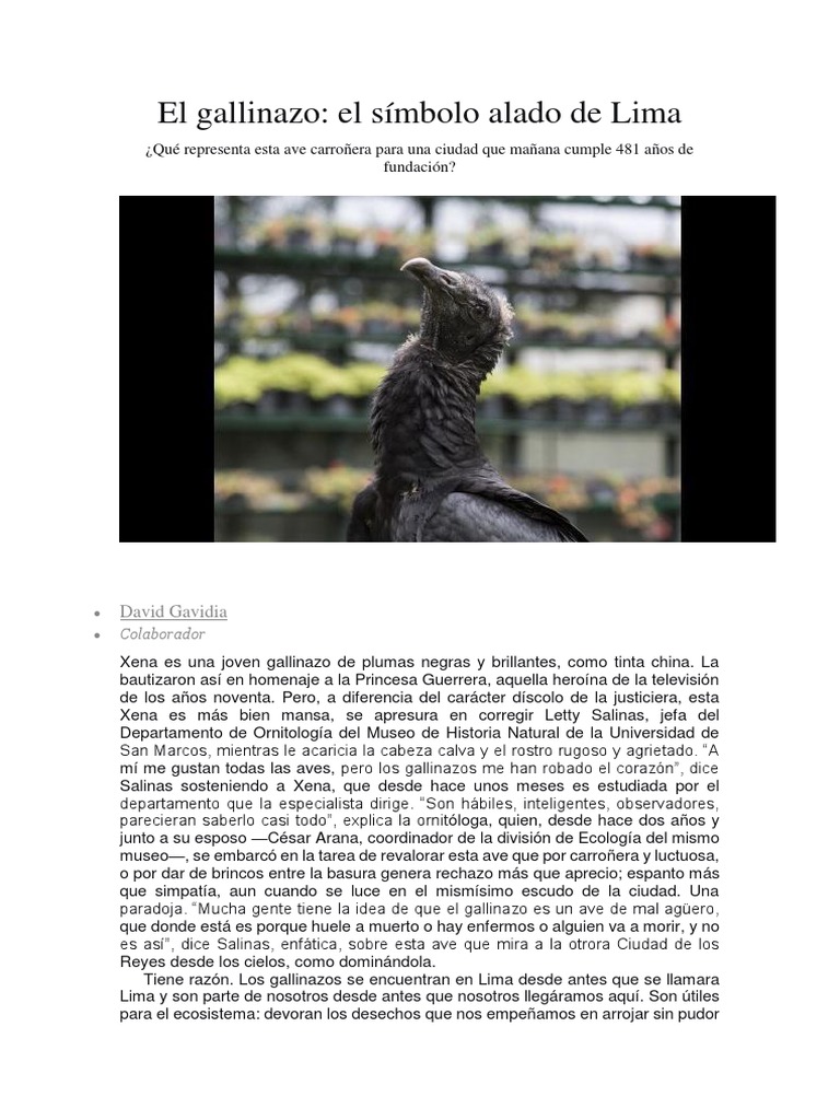 El Gallinazo | PDF | Aves | Lima