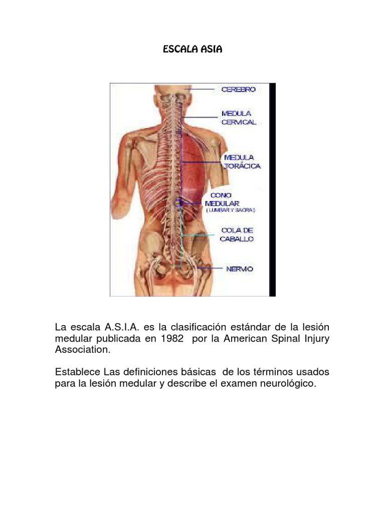 Escala ASIA | PDF | Médula espinal | Sistema musculoesquelético