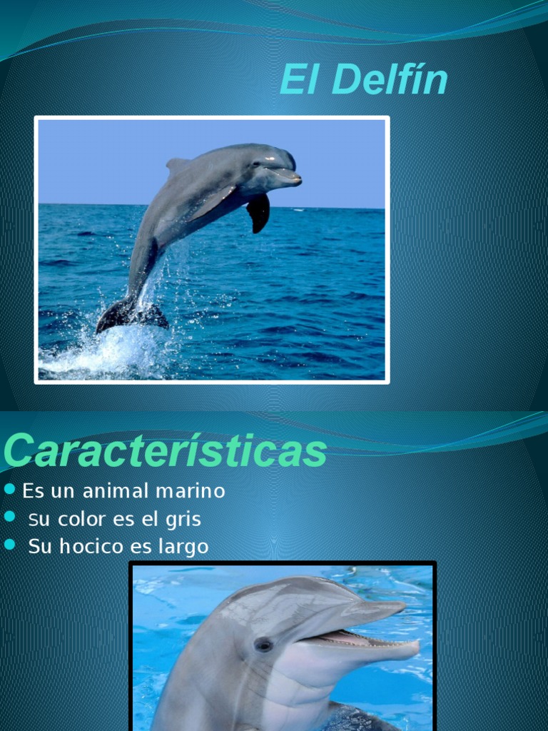 Características del Delfín para Niños | PDF | Organismos | Naturaleza