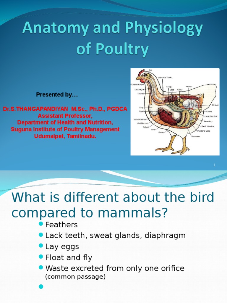 Basic Chicken Anatomy and Physiology | PDF | Blood | Bile
