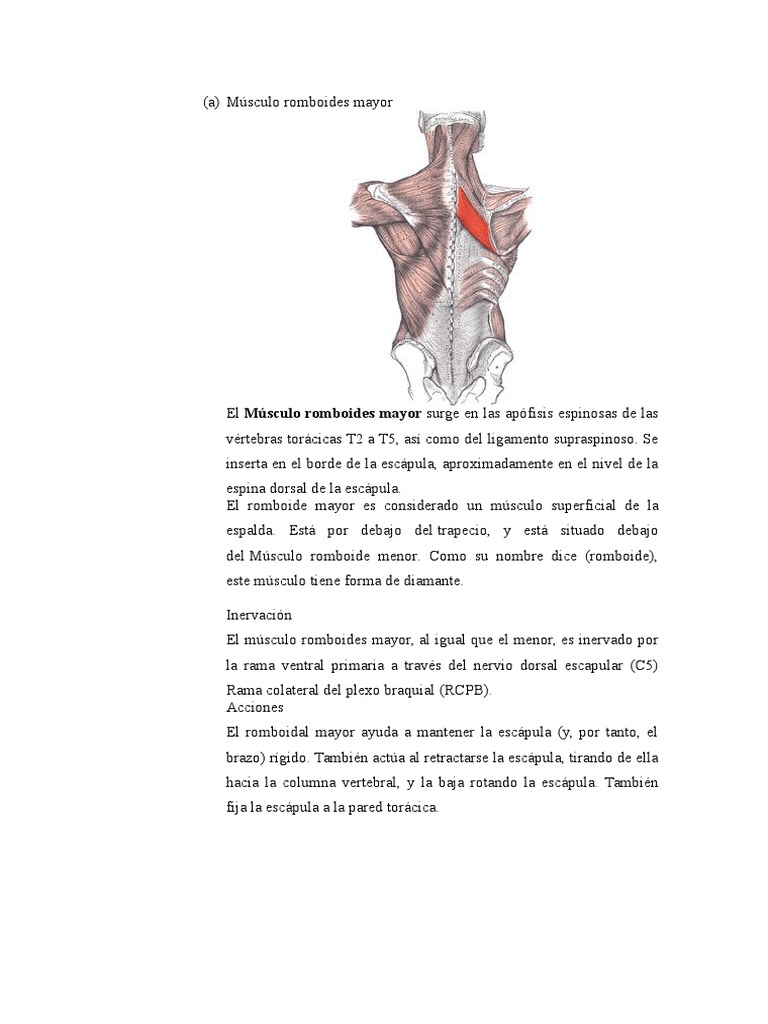 Músculo Romboides Mayor | Anatomía de los primates | Sistema esquelético