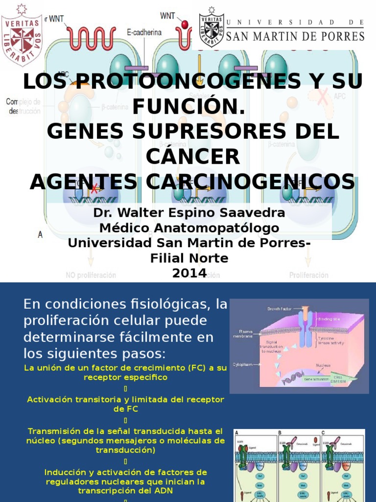 Clase 10. Agentes Carcinogenicos y Protooncogenes | P53 | Oncogen
