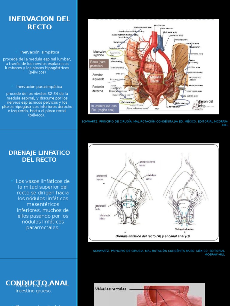 Inervación y drenaje del recto y ano | PDF | Ciencias sociales