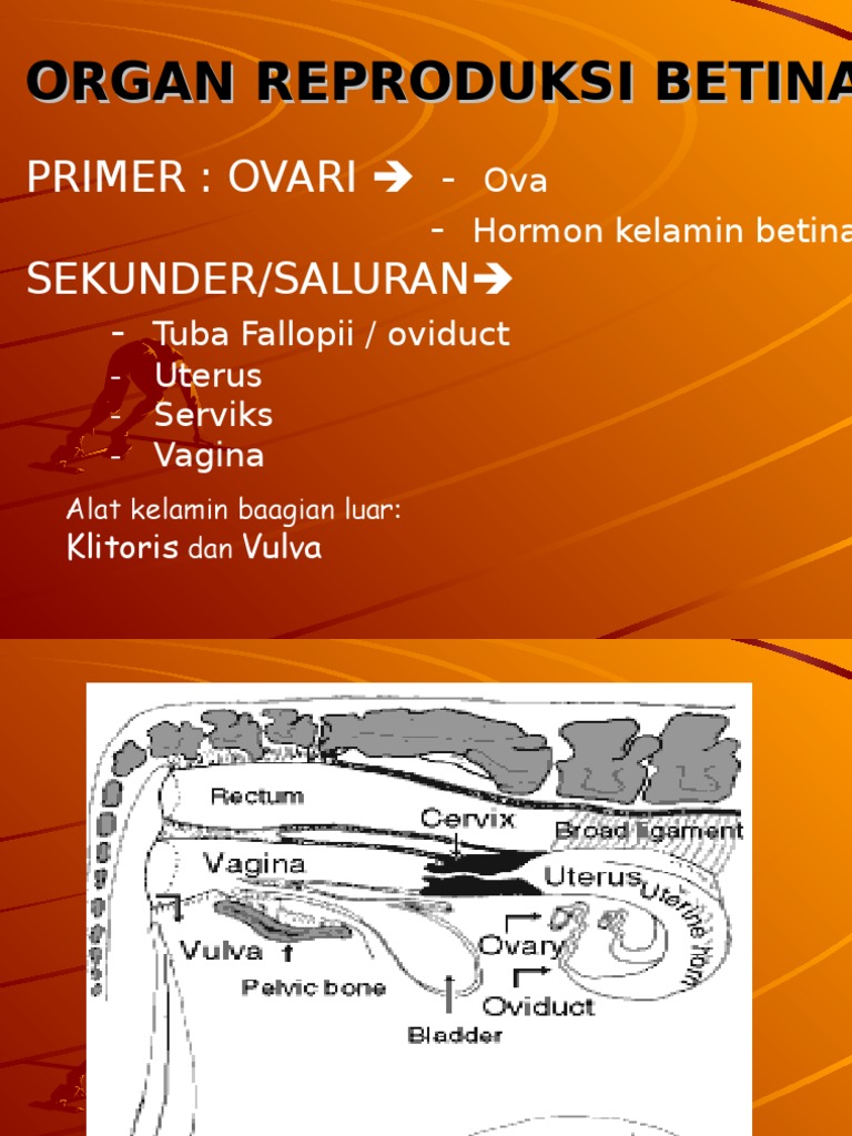 Anatomi Organ Reproduksi Ternak Betina | PDF