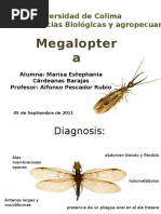 Morfología Externa Del Grillo | PDF | Insectos | Artrópodos