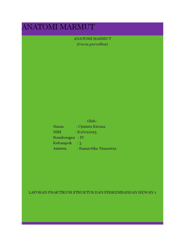 Anatomi dan Morfologi Marmut | PDF | Sains & Matematika