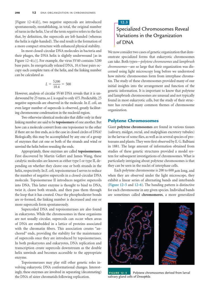 Polytene and Lampbrush Chromosomes | PDF | Dna | Chromosome