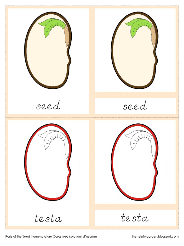 Parts of a Seed Nomenclature Cards | PDF | Home & Garden