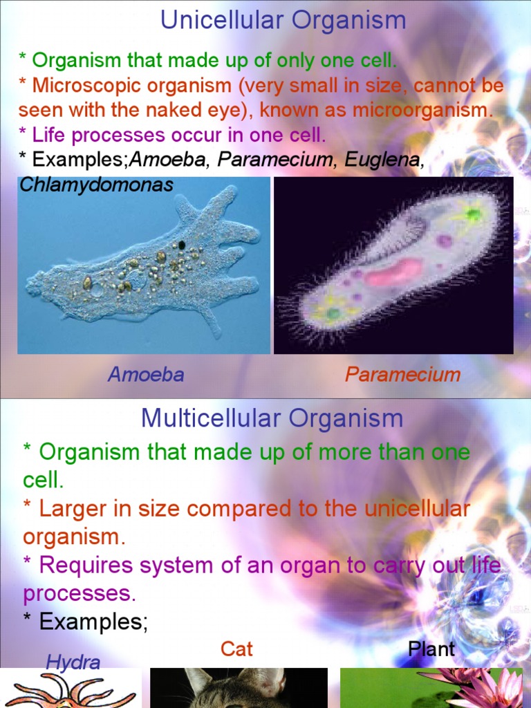 Unicellular & Multicellular Organisms | PDF