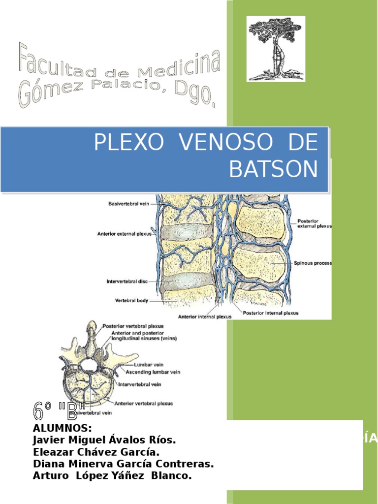 44247362 Plexo Venoso de Batson | Vena | Vértebra
