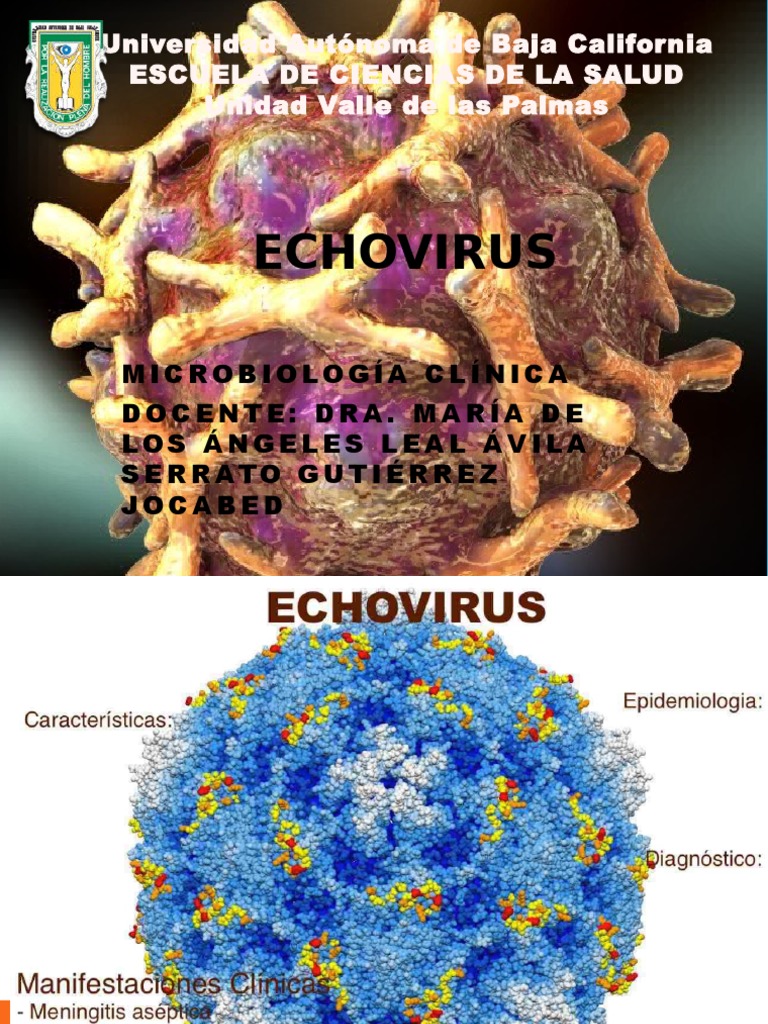 ECHOVIRUS | PDF | Virus | Medicina