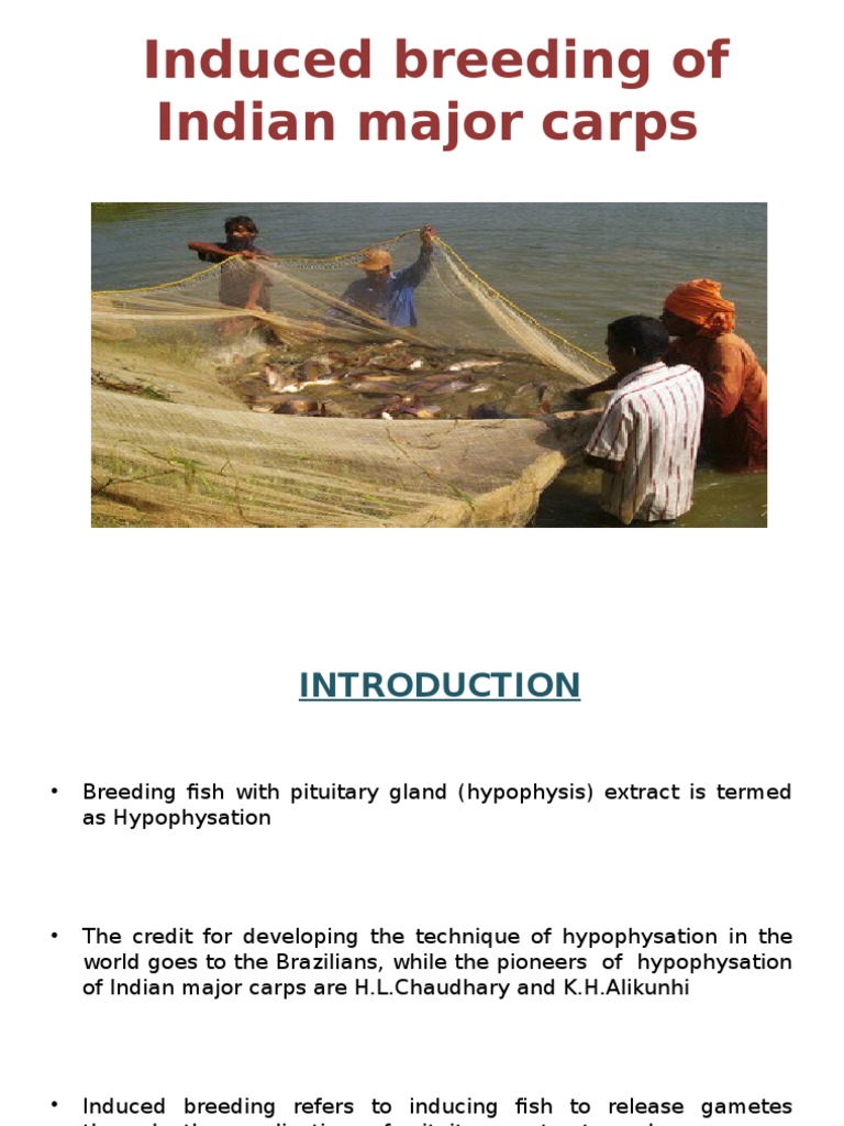 Induced Breeding of Indian Major Carps | PDF | Spawn (Biology) | Sexual ...