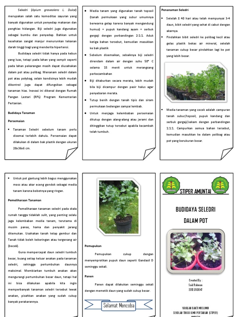 Leaflet Budijdaya Seledri | PDF | Griya & Taman