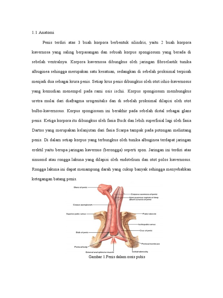 Priapism: Anatomy, Physiology, Diagnosis and Management | PDF