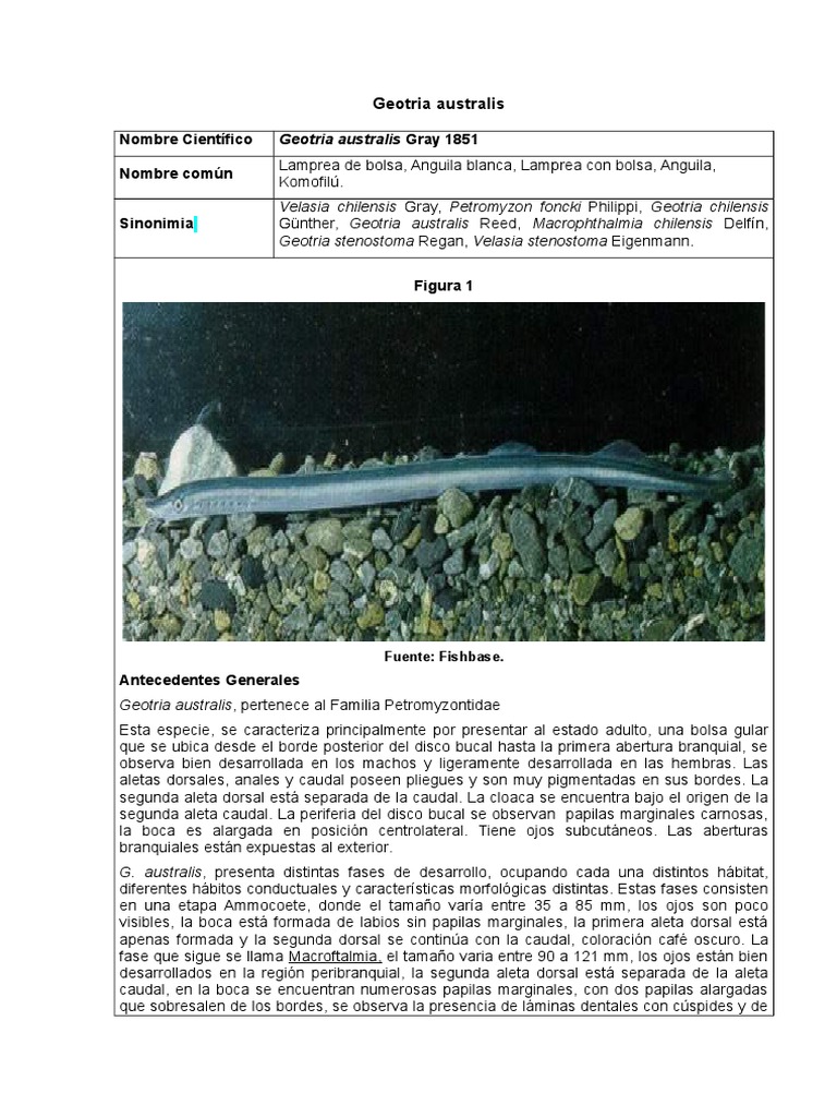 Geotria australis: Características y Distribución | PDF | Chile ...