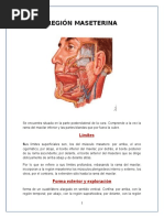 Anatomía de la Región Geniana | PDF | Cabeza y cuello humanos ...