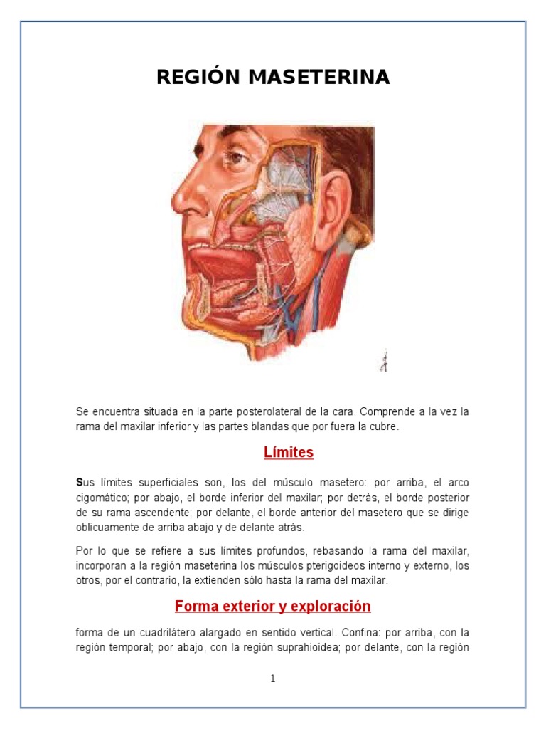 Anatomía Región Maseterina | PDF | Cabeza y cuello humanos | Sistema ...