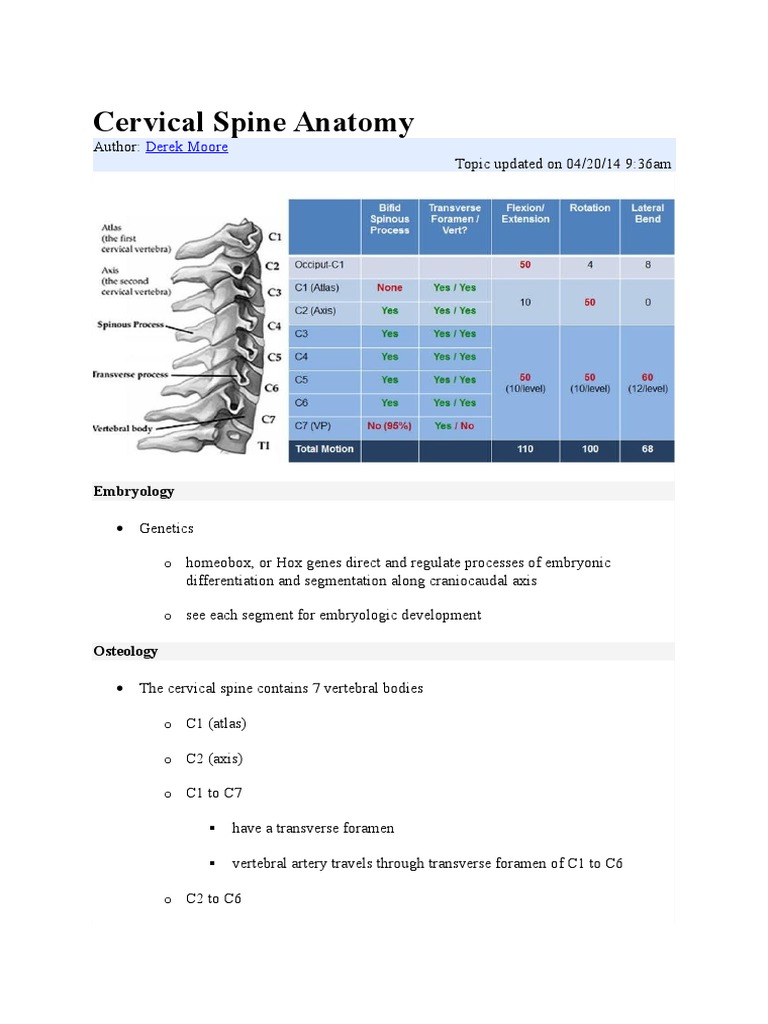 Cervical Spine Anatomy | PDF | Vertebra | Spinal Cord Injury