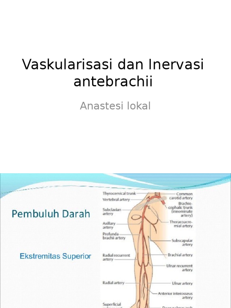Vaskularisasi Dan Inervasi | PDF