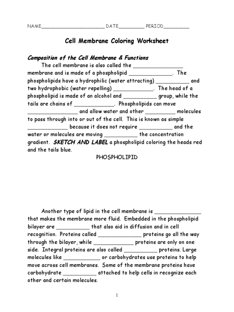 Cell Membrane Coloring Worksheet | PDF | Phospholipid | Cell Membrane