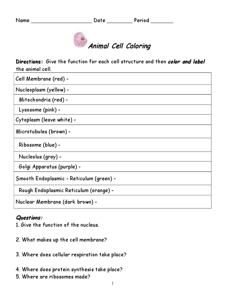 Cellular Respiration Coloring Worksheet