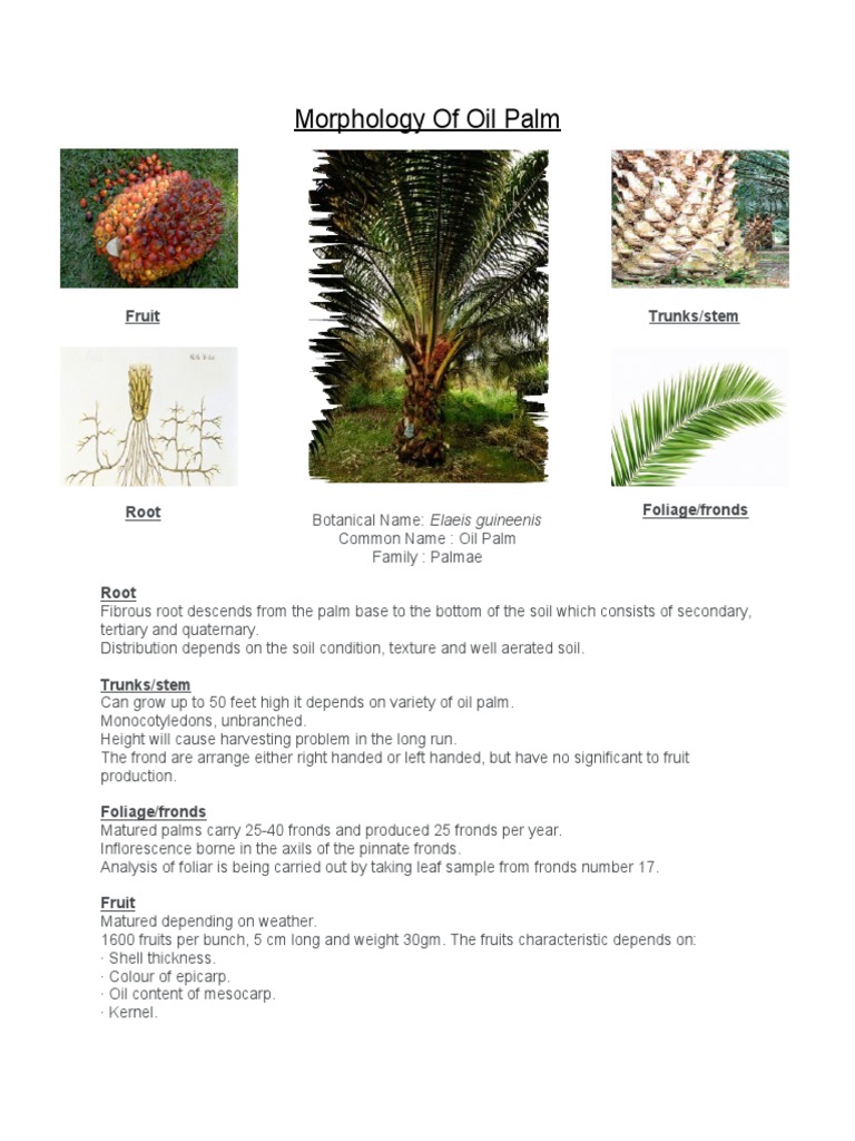 Morphology of Oil Palm | PDF