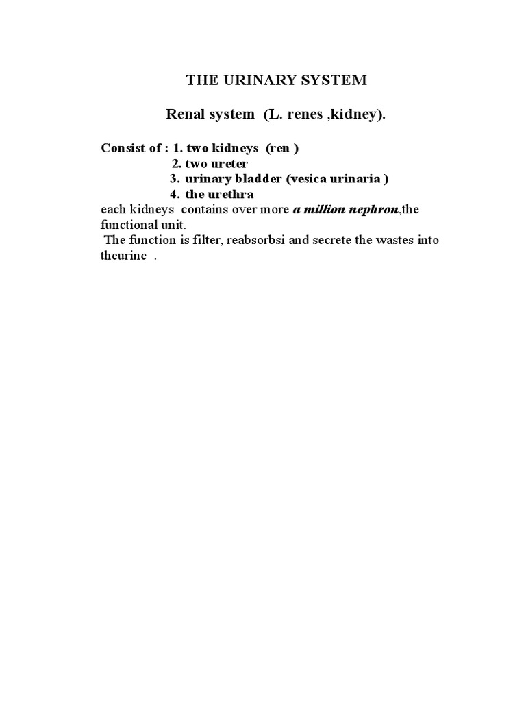 The Urinary System Renal System (L. Renes, Kidney) | PDF | Urinary ...