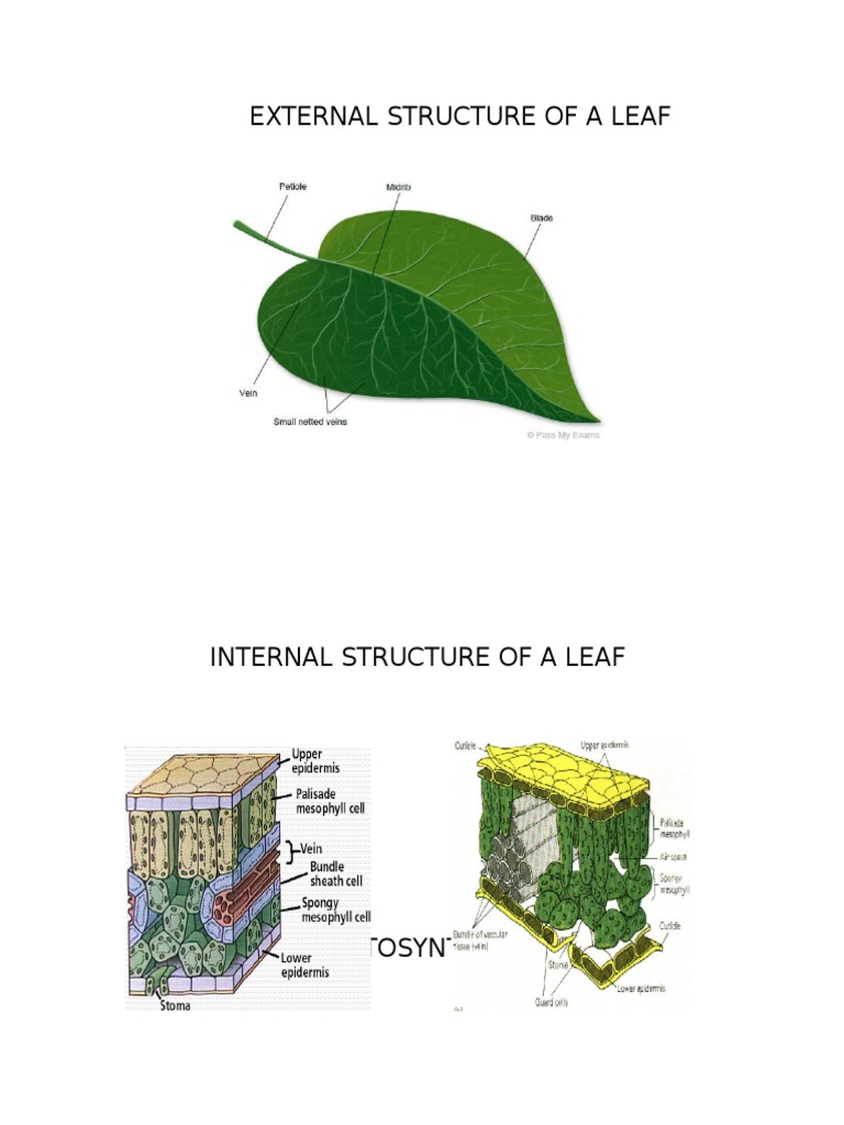 External Structure of A Leaf | PDF | Science & Mathematics