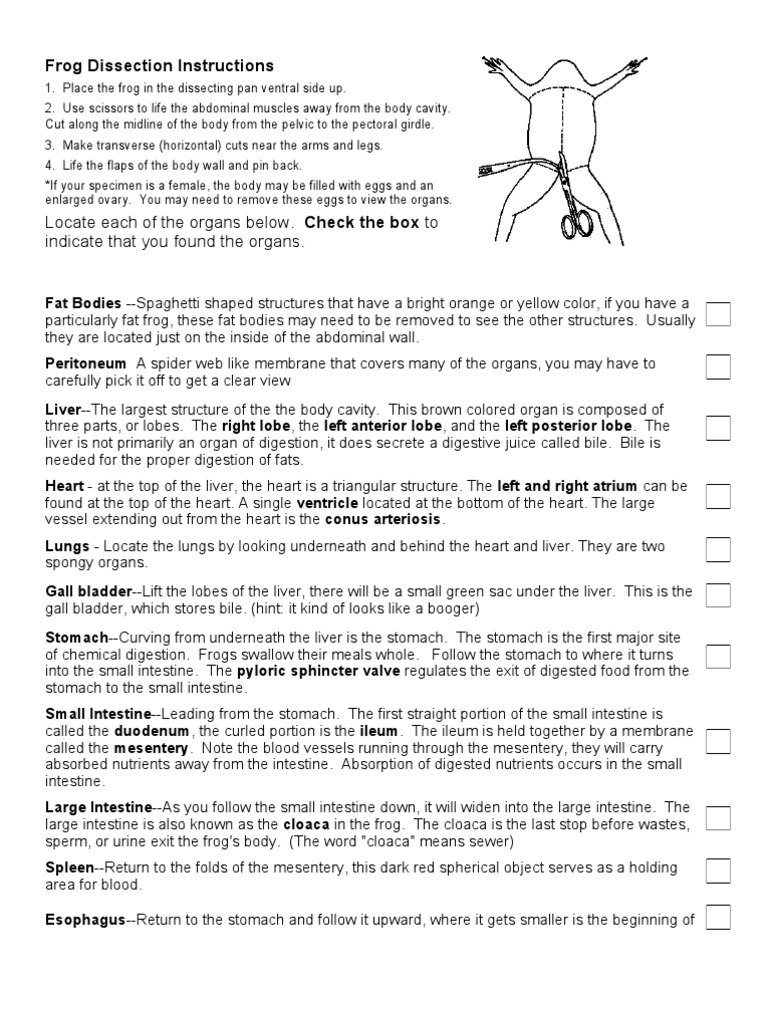 Frog Dissection HANDOUT | PDF | Stomach | Small Intestine