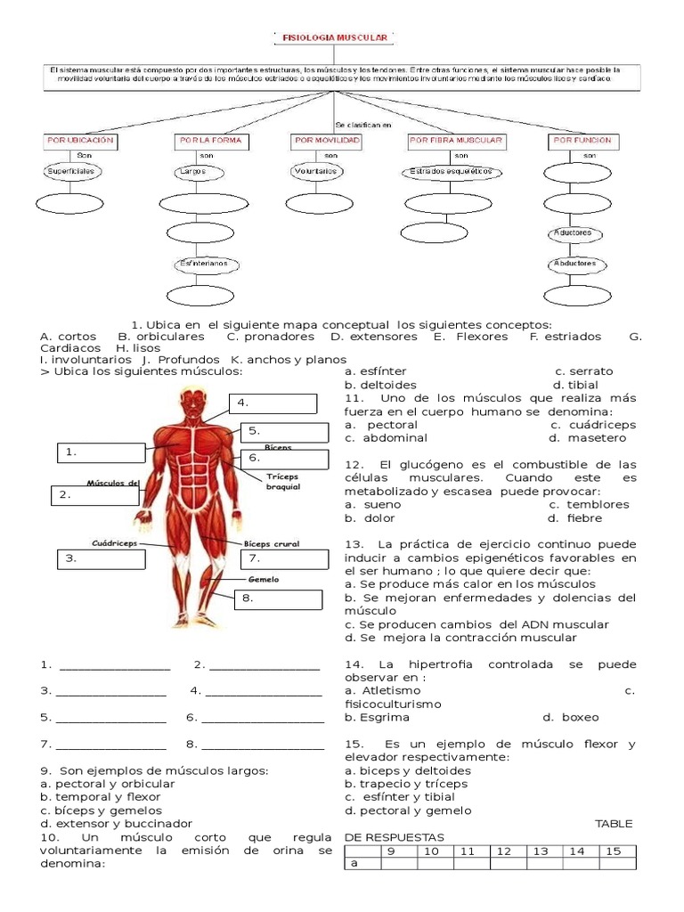 Evalaucion Sistema Muscular