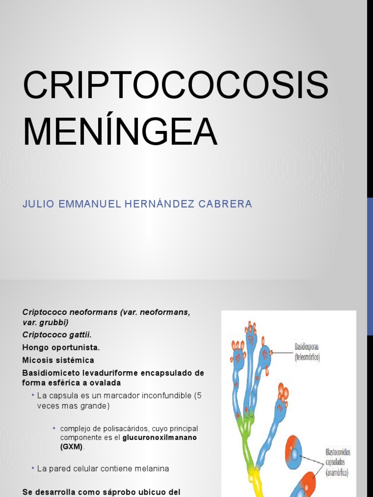 Criptococosis Meningea | PDF | Sistema nervioso central | Macrófago