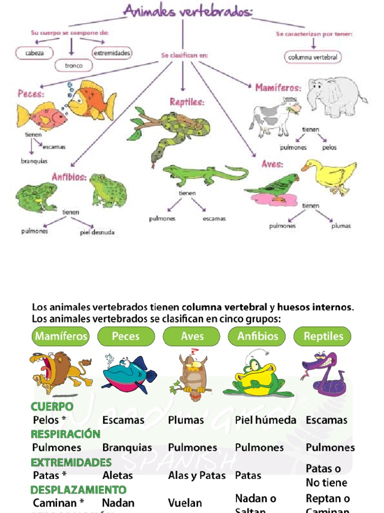 Vertebrados Clasificacion