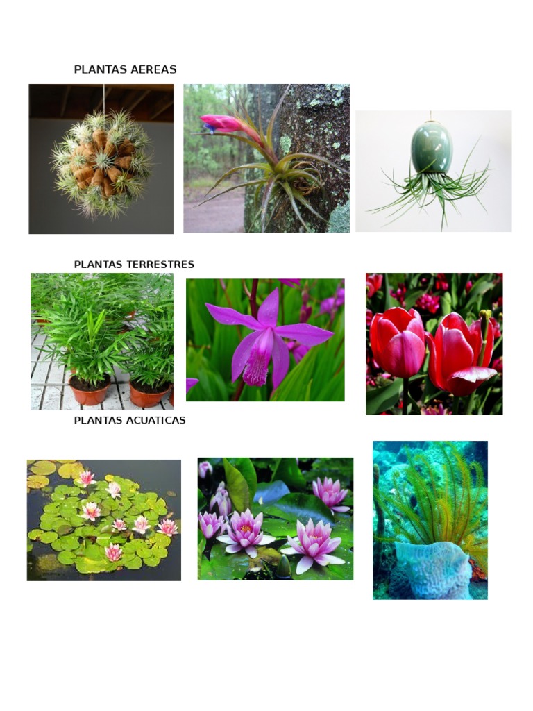 PLANTAS AEREAS, TERRESTRES Y ACUATICAS.doc