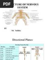 Anatomy and Physiology of CVA | PDF | Stroke | Human Brain