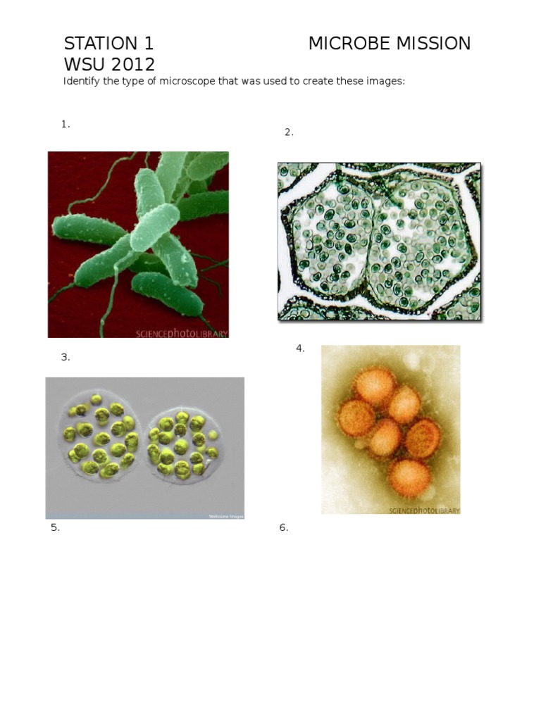 Station 1 Microbe Mission WSU 2012 | PDF