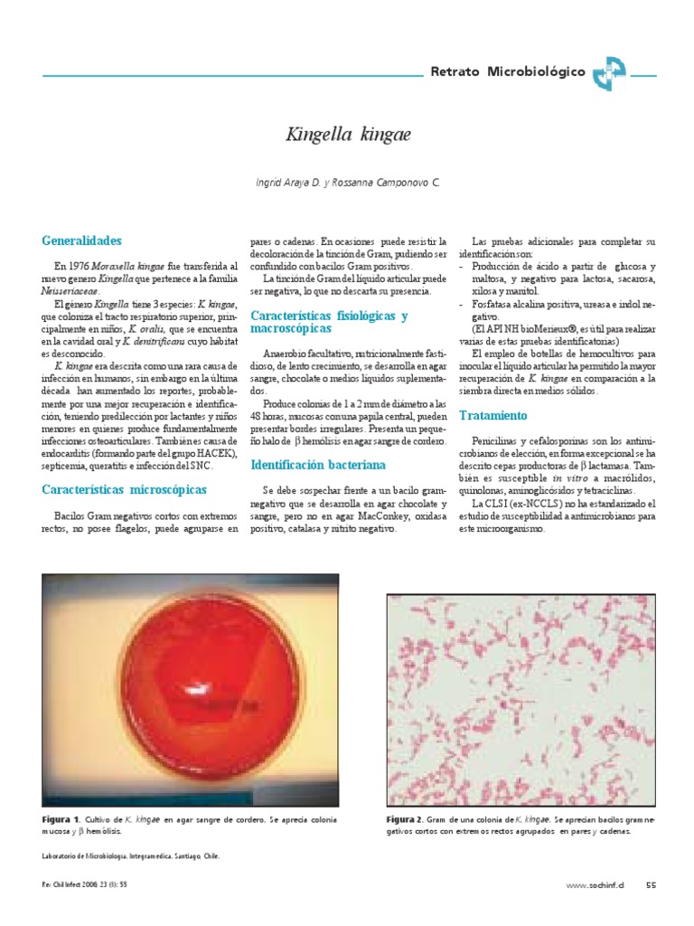 Kingella Kingae | PDF | Antibióticos | Bacterias Gram-negativo