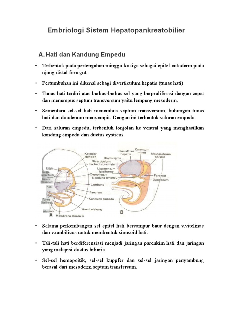 Embriologi Sistem Hepatopankreatobilier | PDF | Kesehatan Holistik