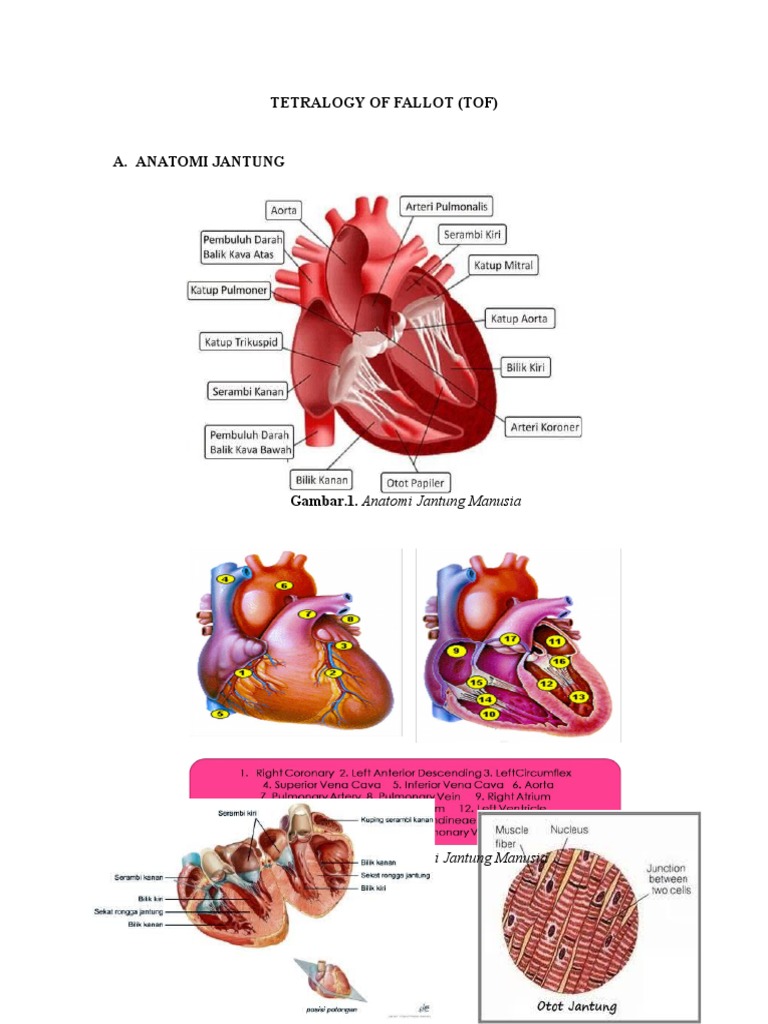 Anatomi Jantung Dan Tetralogy of Fallot | PDF