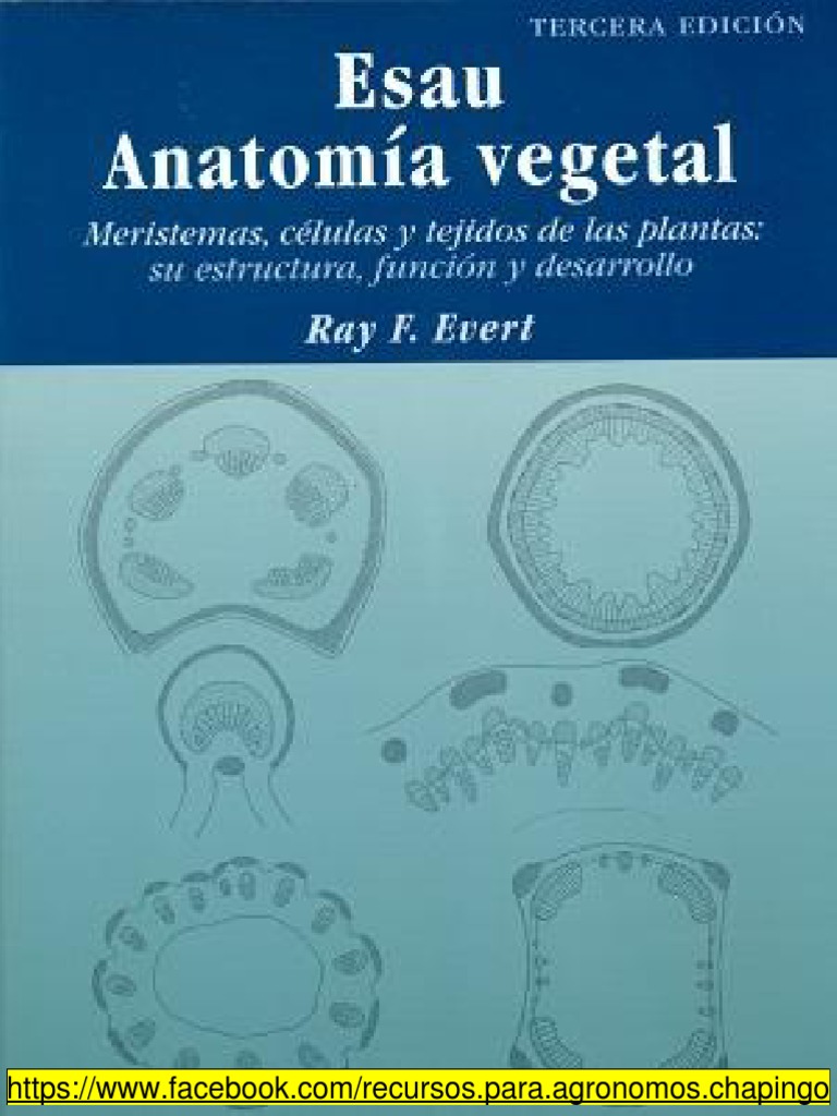 Anatomia Vegetal 3a Ed | PDF | Tallo de la planta | Plantas