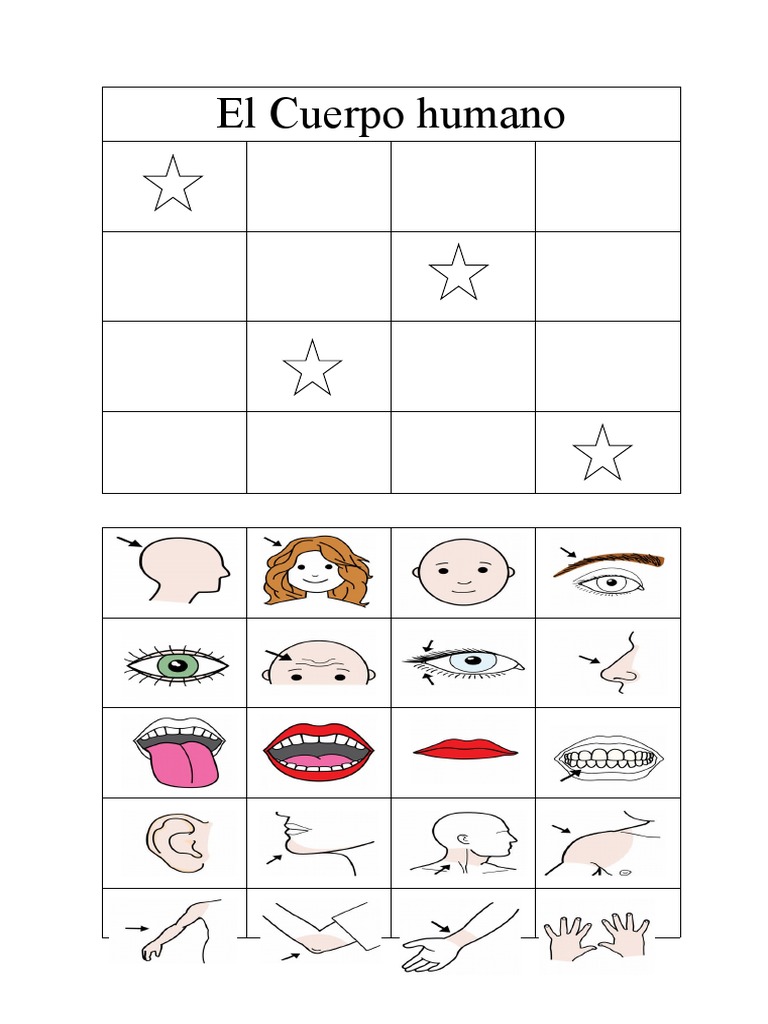 Bingo El Cuerpo Humano | PDF | Cuerpo humano | Anatomía de los primates