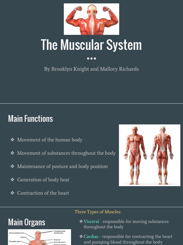 Muscular System | PDF
