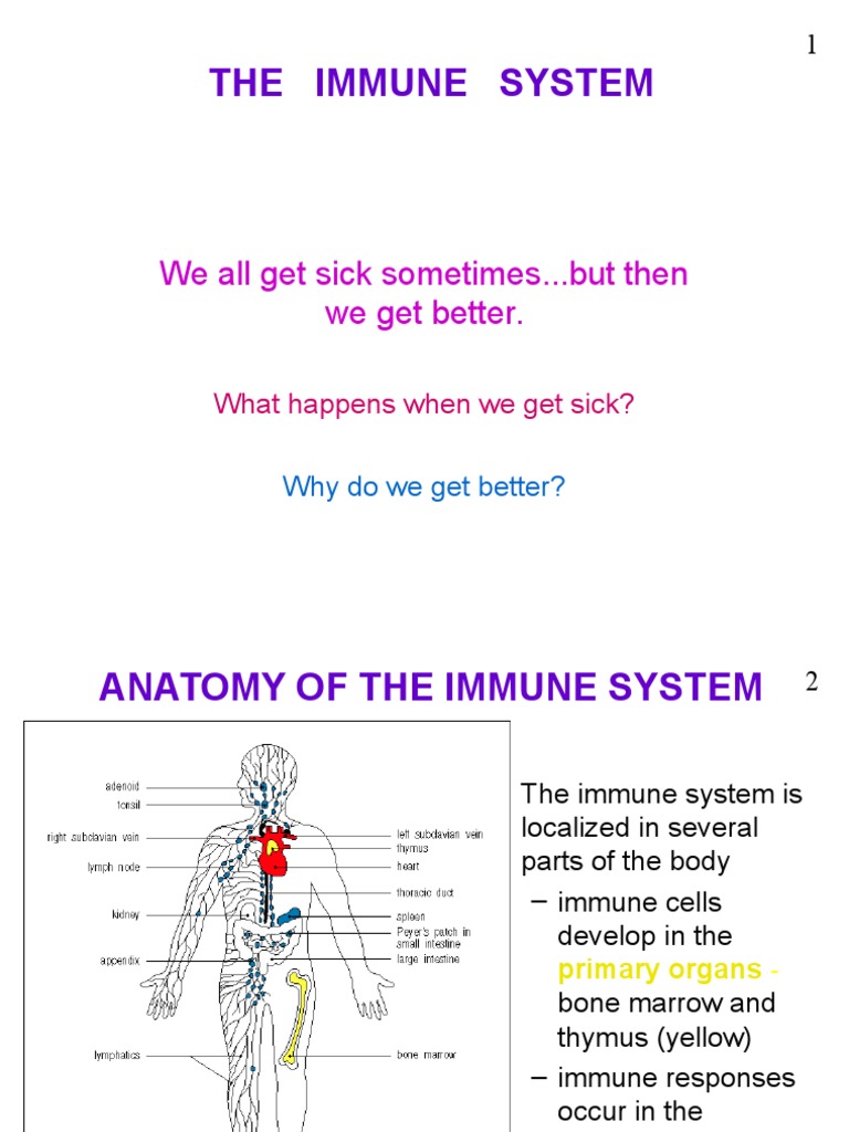 Innate Immunity | PDF | Innate Immune System | Immune System