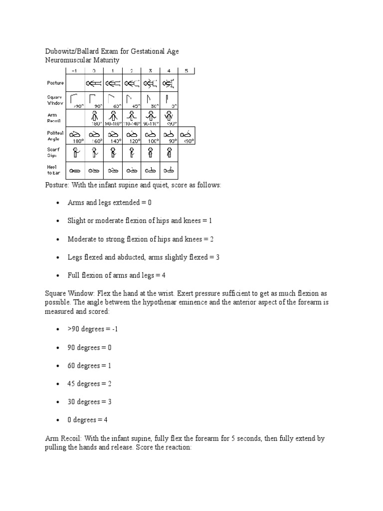 Dubowitz | PDF | Anatomical Terms Of Motion | Labia