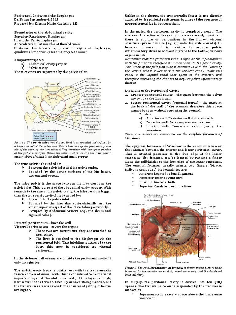 Anatomy of the Peritoneal Cavity | PDF | Pelvis | Esophagus